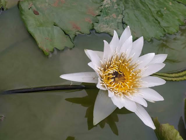 July Birth Flower: Larkspur & Water Lily — Meaning & Symbolism (2026)