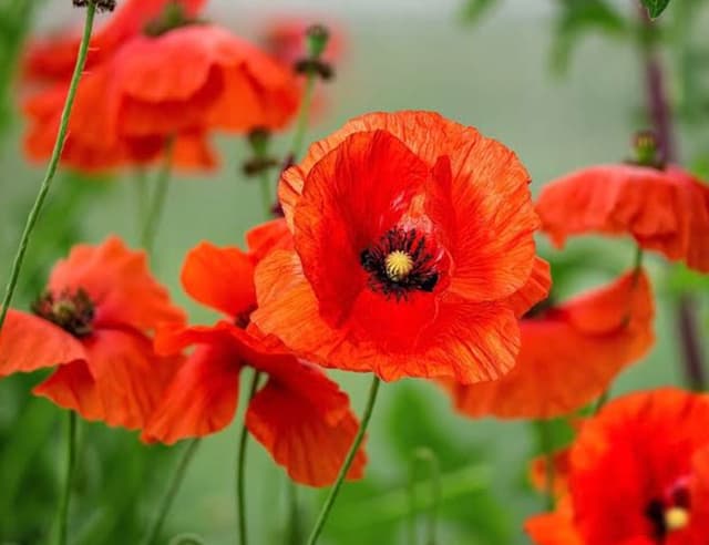 August Birth Flower - Gladiolus & Poppy | Meaning & Symbolism | My Birthstone