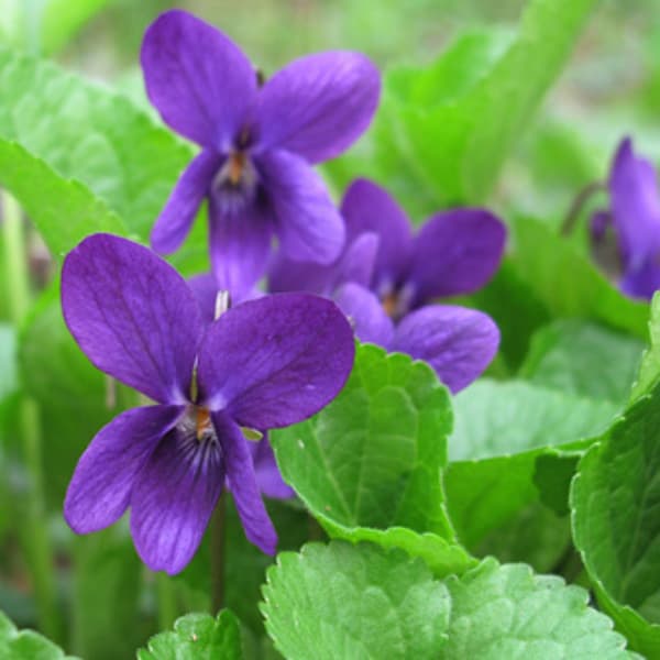 What Color Is February: Amethyst, Violet & Iris | My Birthstone